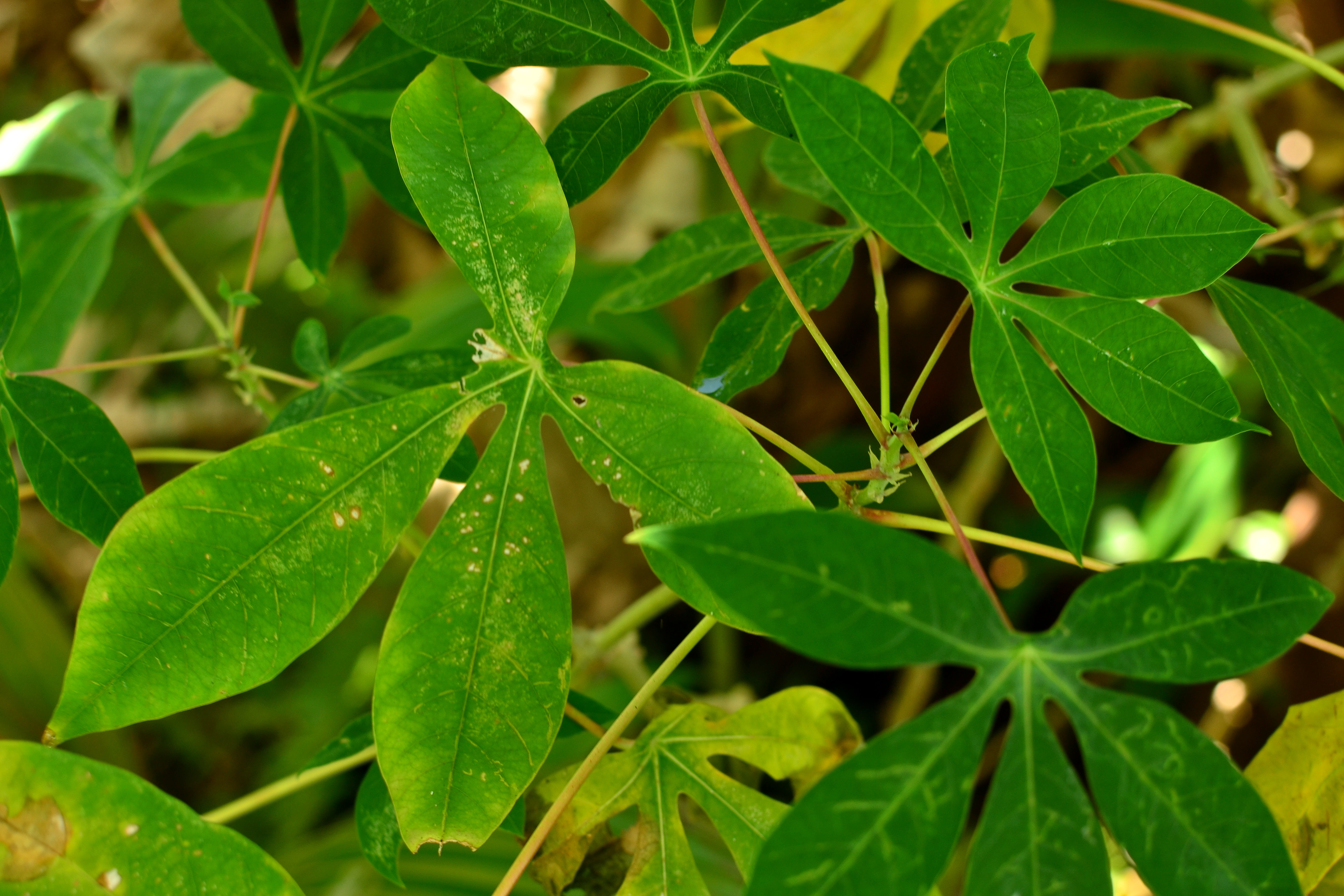 Cassava Processing | Tropical Self Sufficiency