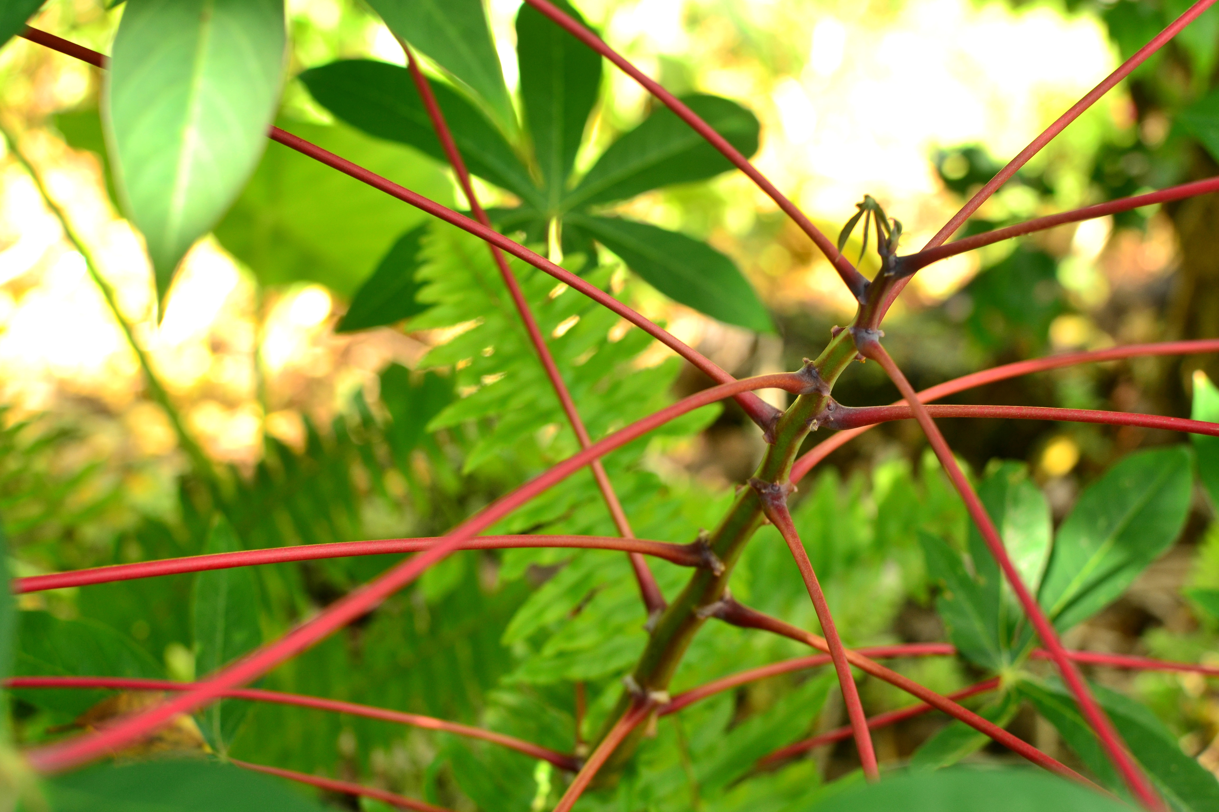 Cassava Processing | Tropical Self Sufficiency