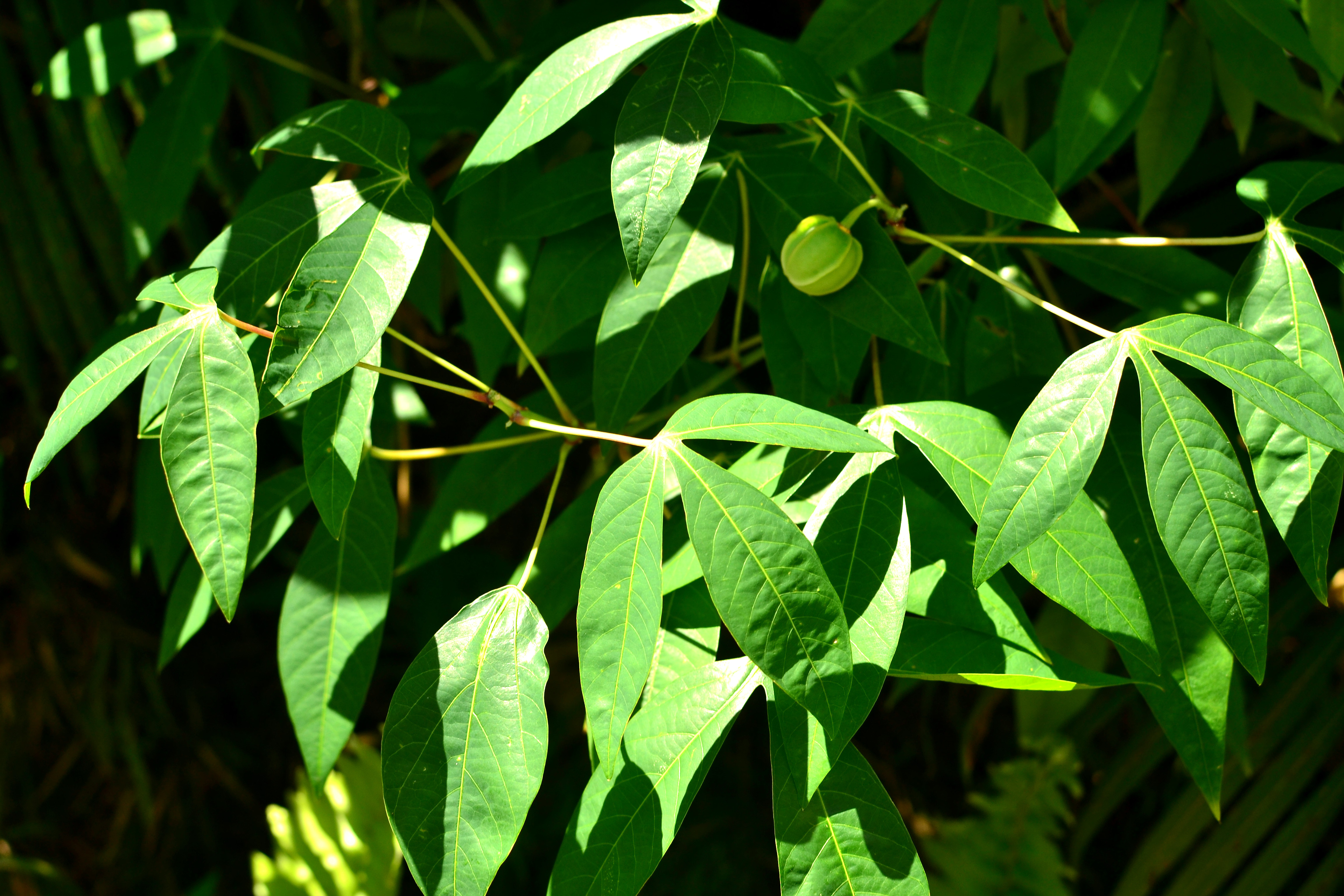 Cassava Processing | Tropical Self Sufficiency