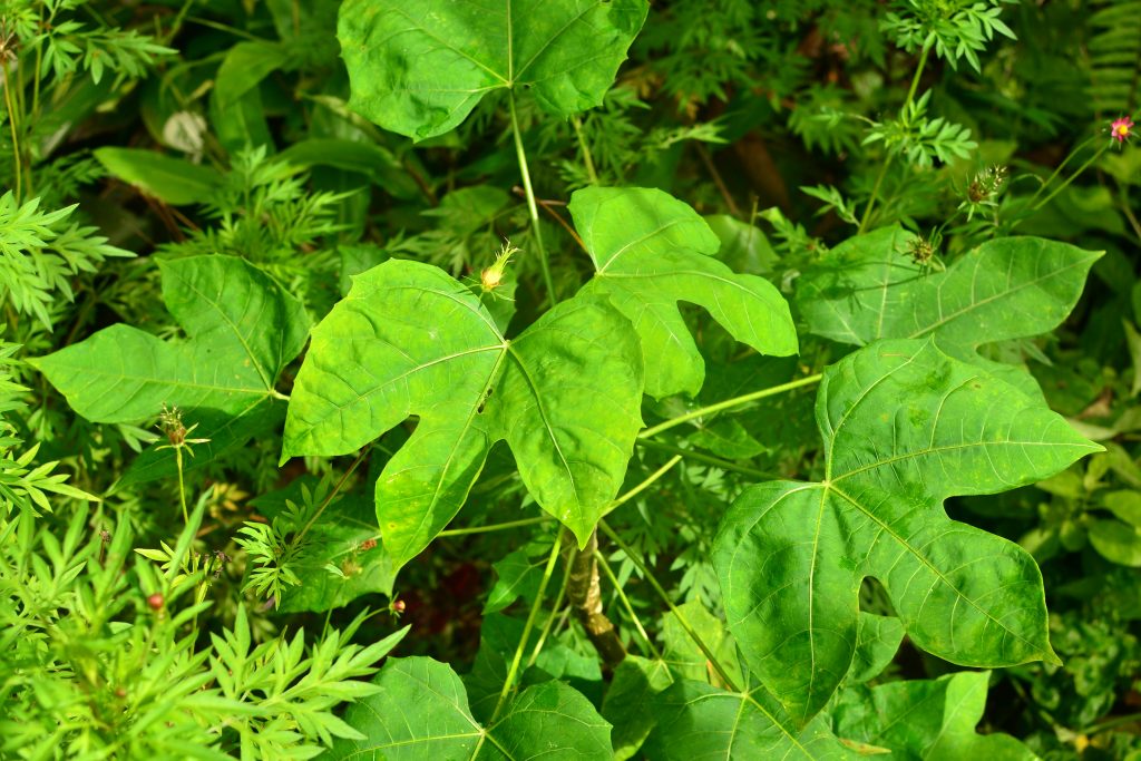 Spineless Chaya (Cnidoscolus chayamansa) - Tropical Self Sufficiency