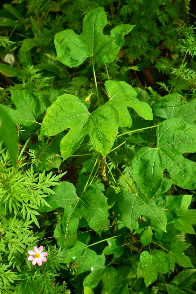 Spineless Chaya (Cnidoscolus chayamansa) - Tropical Self Sufficiency