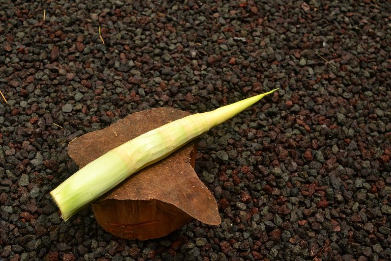 Bamboo (Multiple Species) - Tropical Self Sufficiency