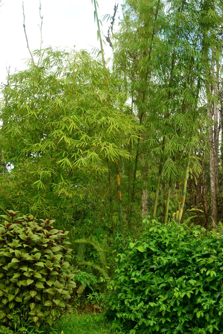 Bamboo (Multiple Species) - Tropical Self Sufficiency
