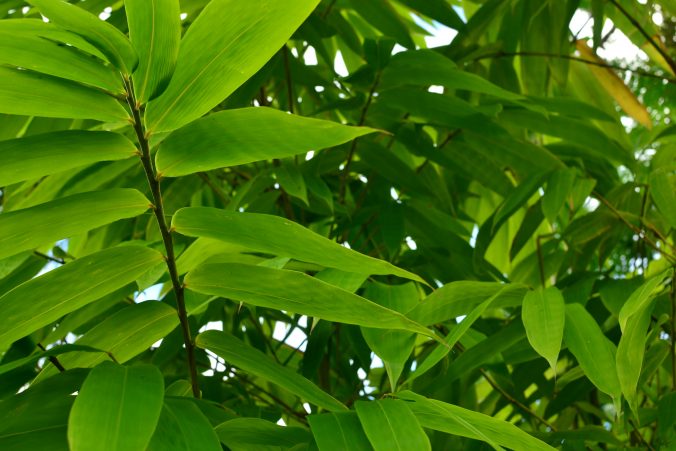 Bamboo (Multiple Species) - Tropical Self Sufficiency