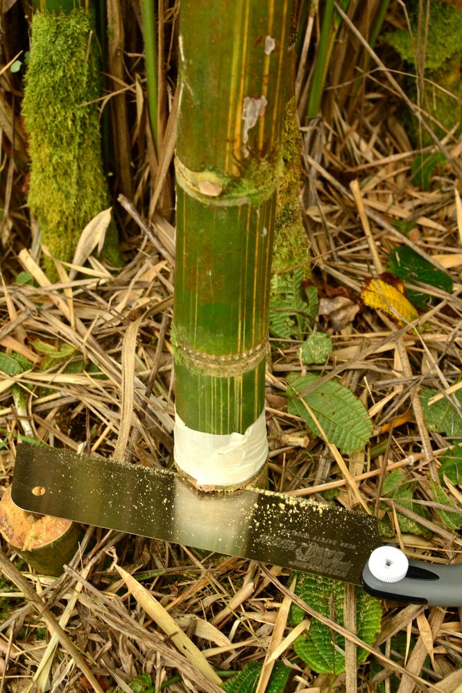 Bamboo (Multiple Species) - Tropical Self Sufficiency
