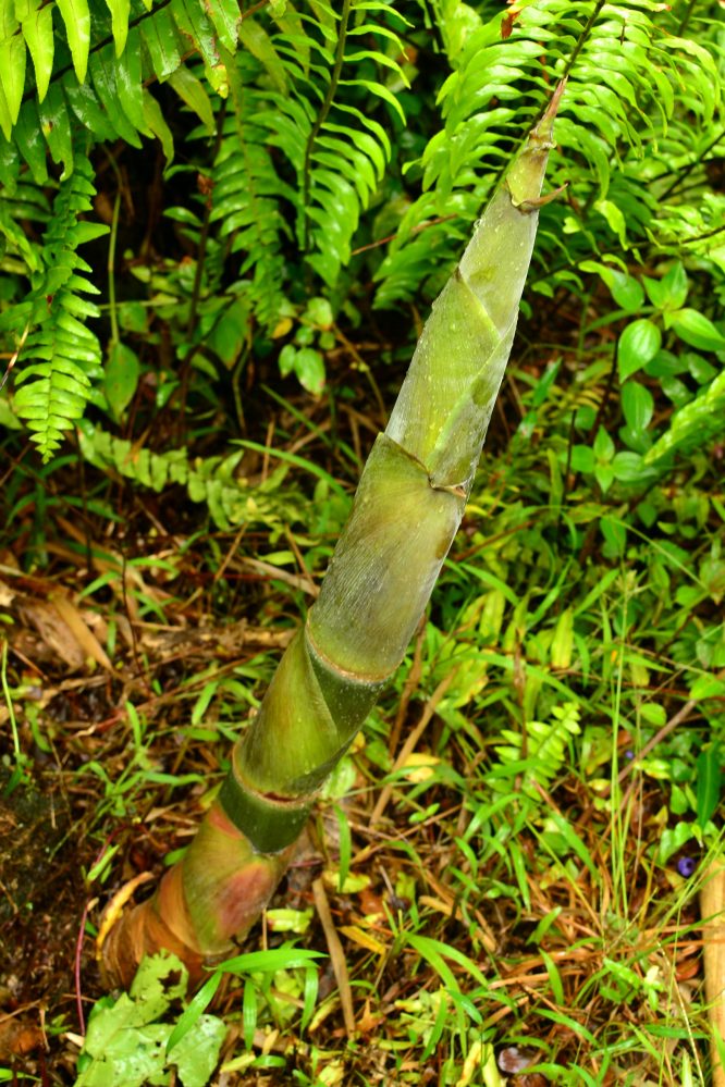 Bamboo (Multiple Species) - Tropical Self Sufficiency