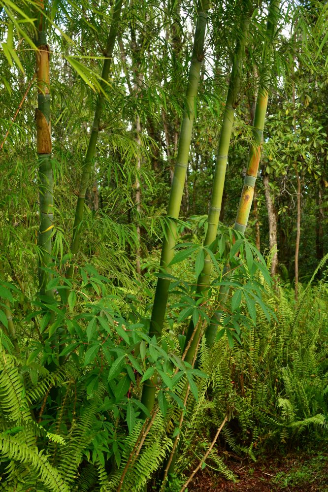Bamboo (Multiple Species) - Tropical Self Sufficiency
