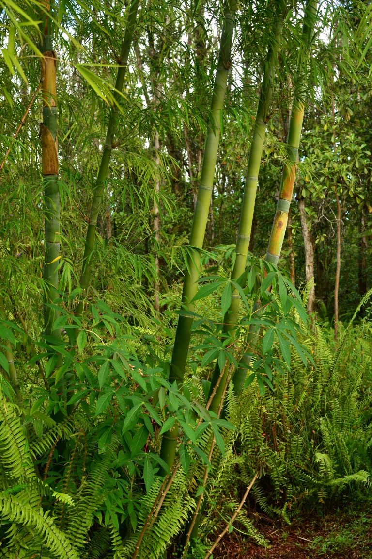 Bamboo (Multiple Species) - Tropical Self Sufficiency