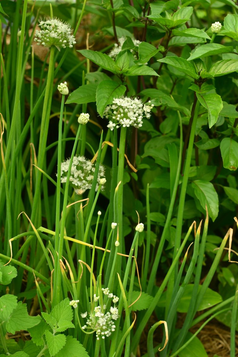 Shallots (Allium cepa var. aggregatum) - Tropical Self Sufficiency