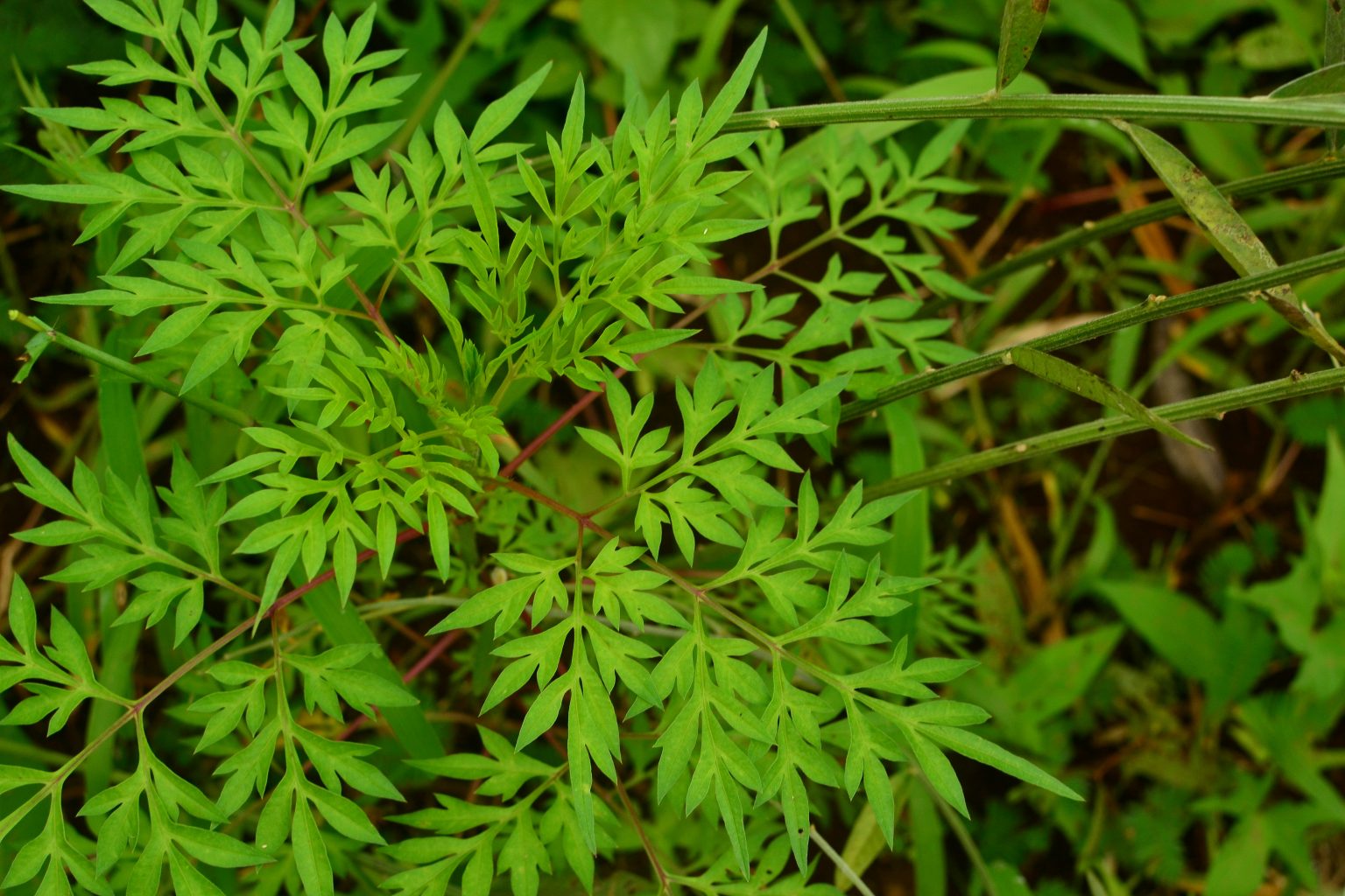 Cosmos (Cosmos caudatus) - Tropical Self Sufficiency