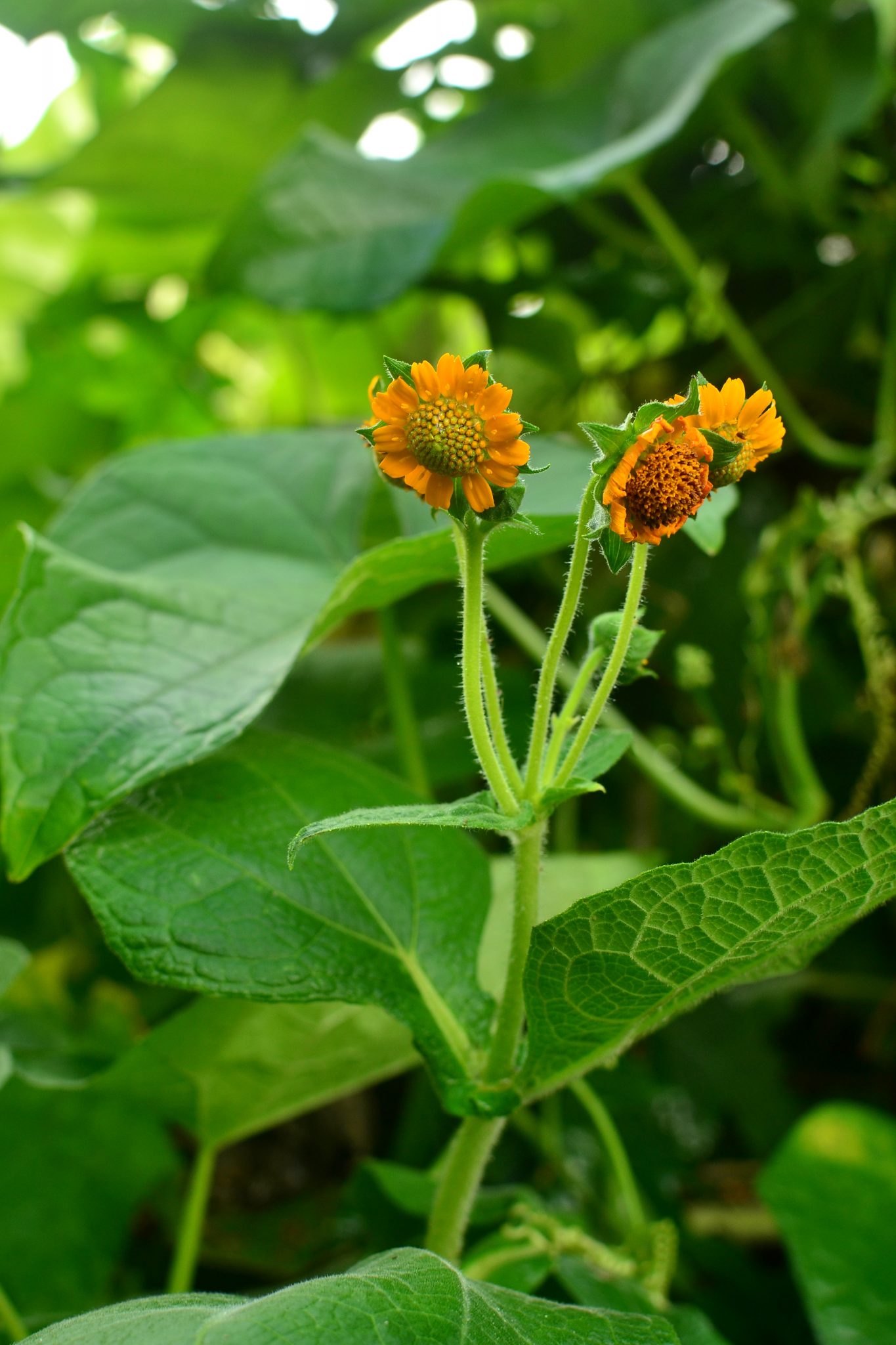 Yacón (Smallanthus sonchifolius) - Tropical Self Sufficiency