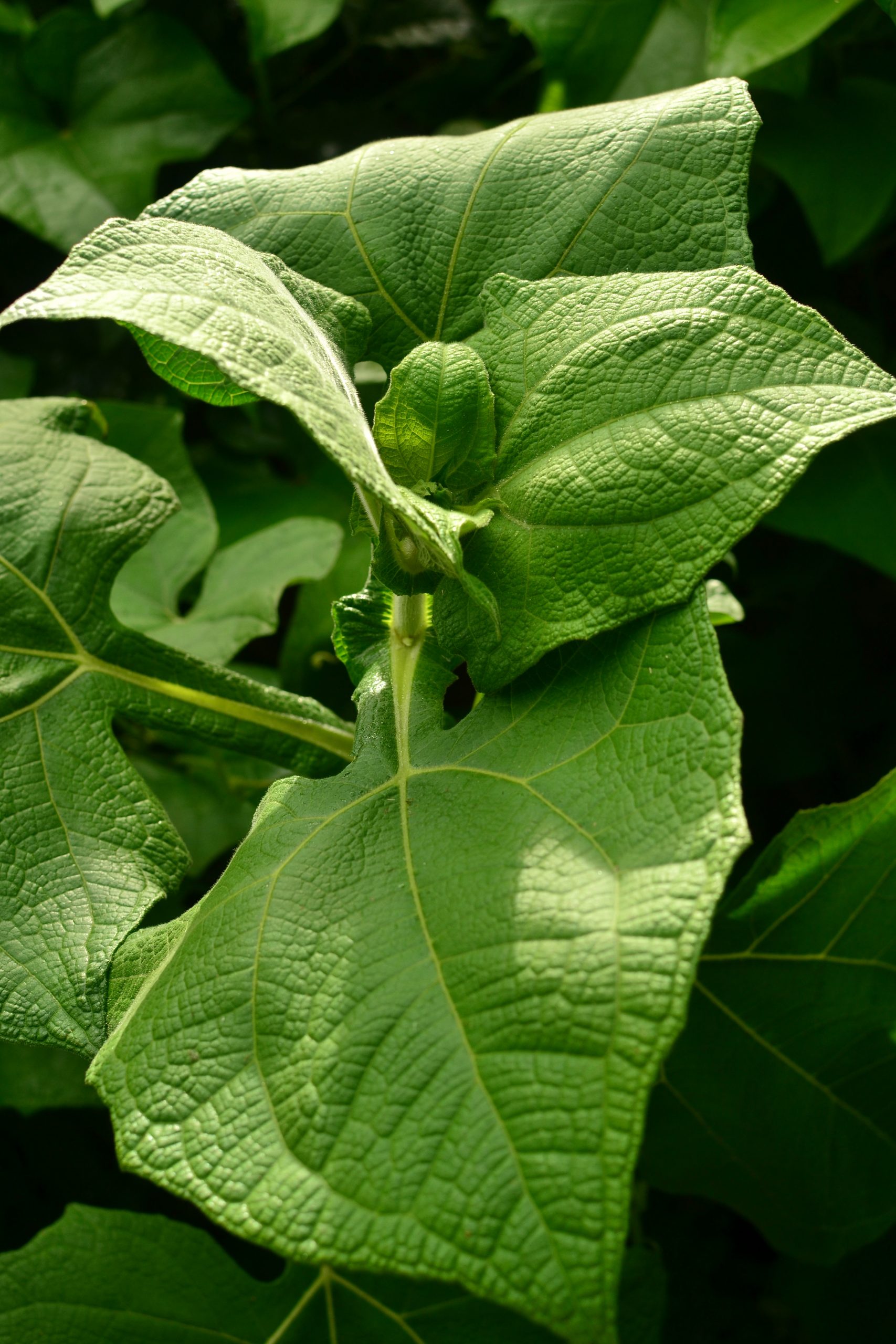 Yacón (Smallanthus sonchifolius) - Tropical Self Sufficiency