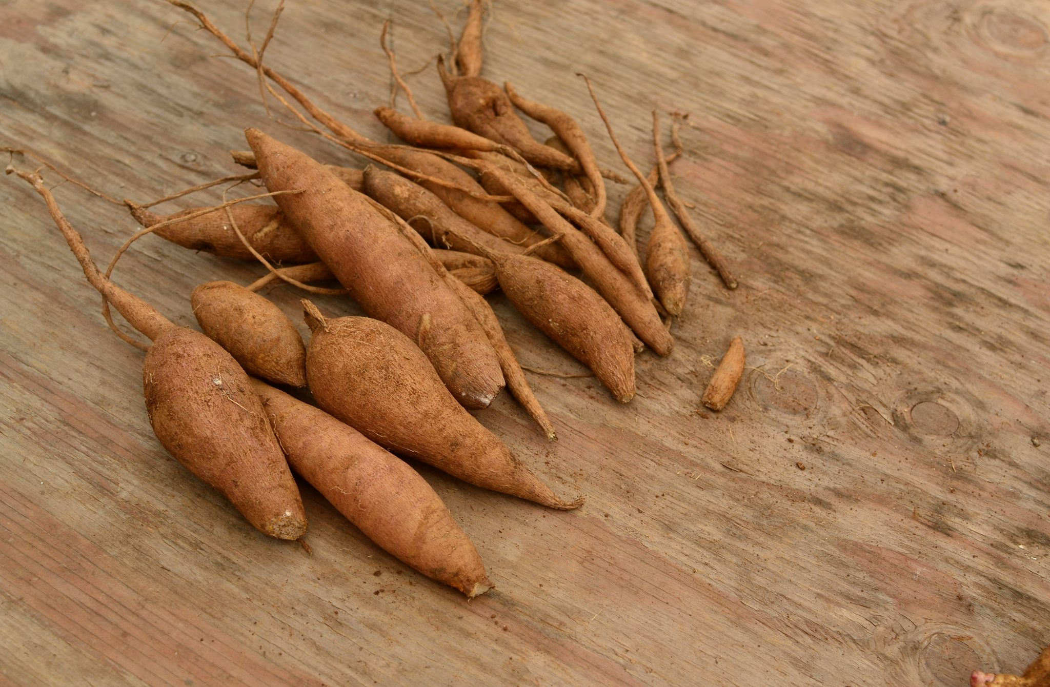 Yacón (Smallanthus sonchifolius) - Tropical Self Sufficiency