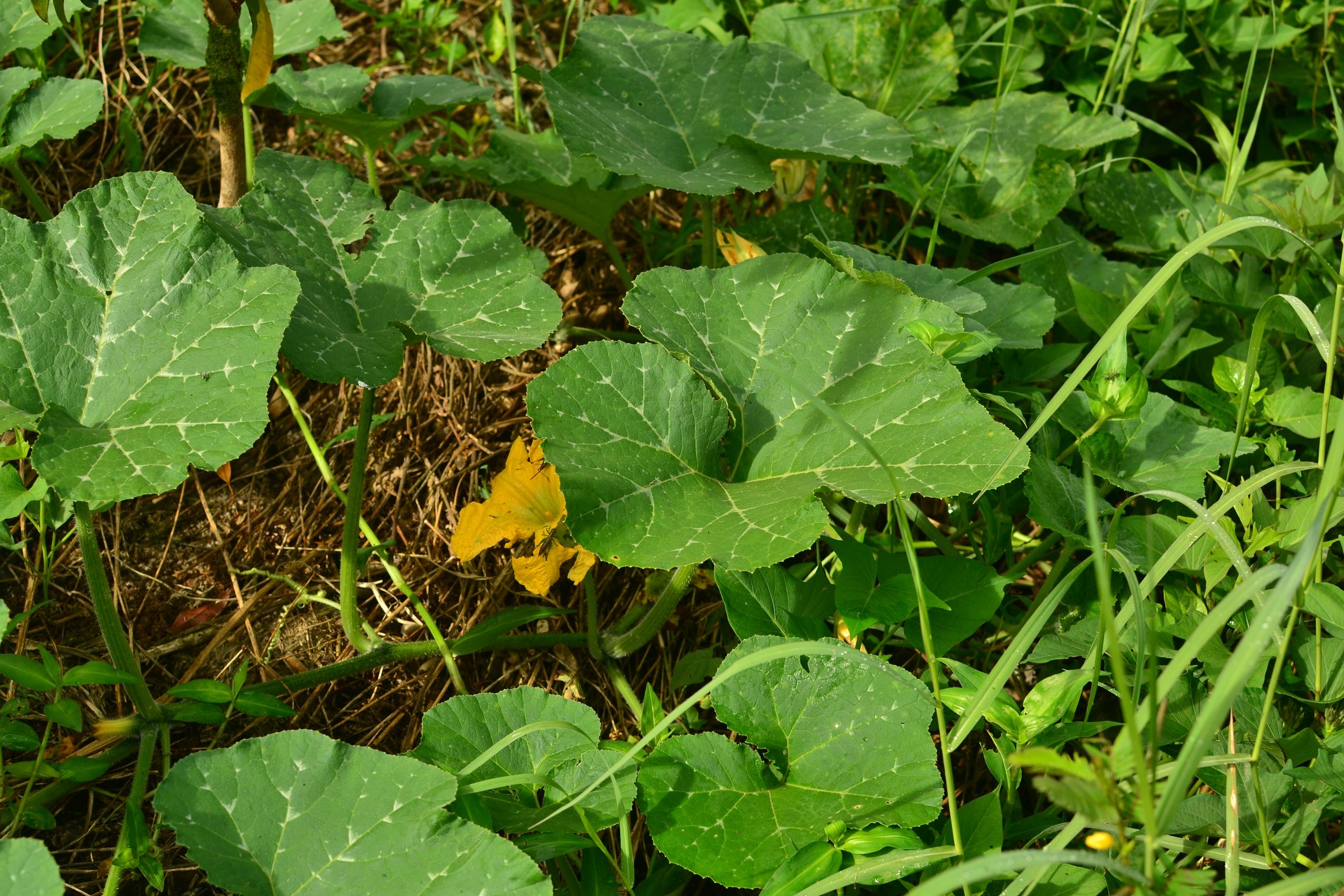 Winter Squash (Cucurbita spp.) - Tropical Self Sufficiency