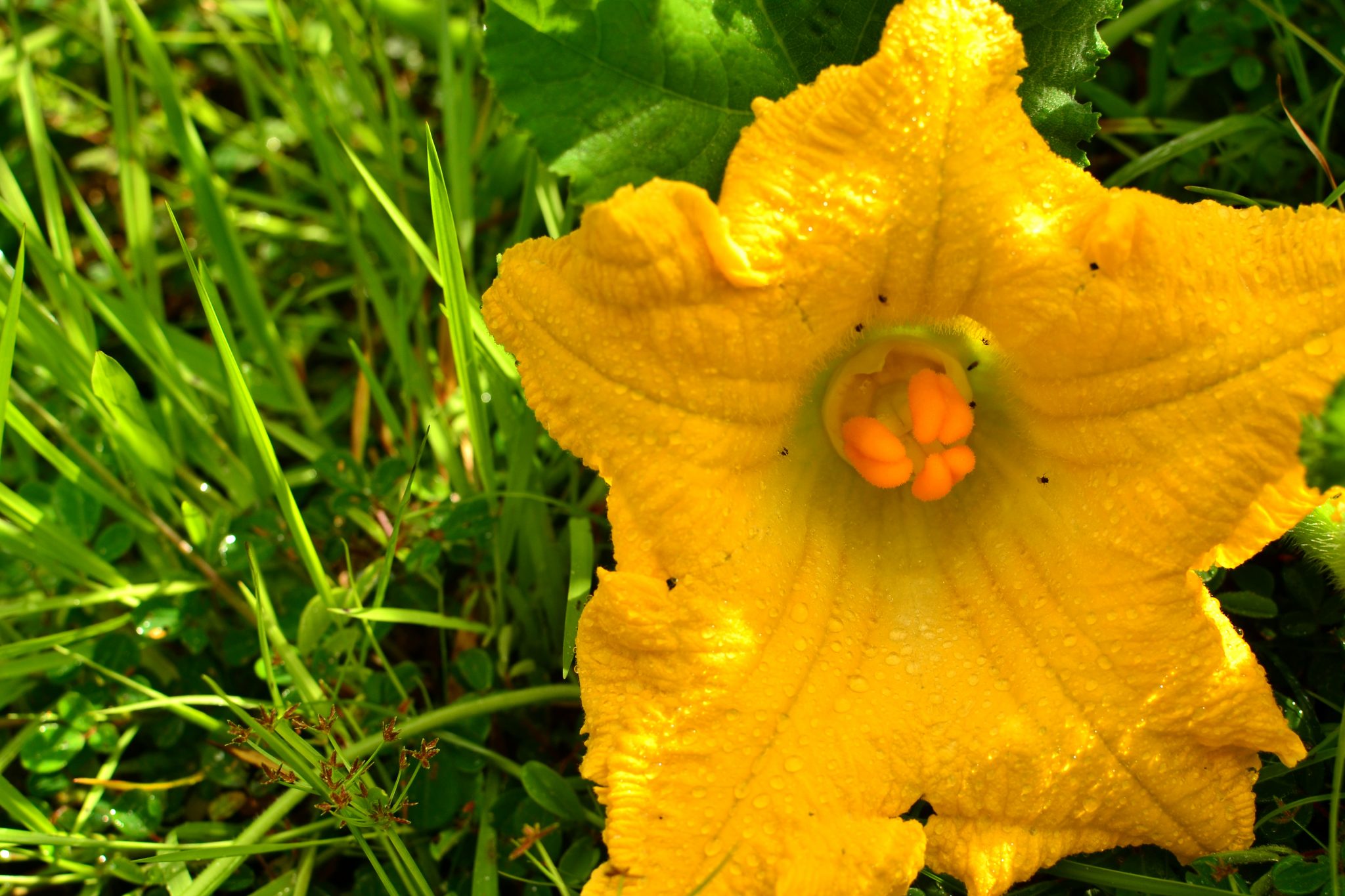 Winter Squash (Cucurbita spp.) - Tropical Self Sufficiency