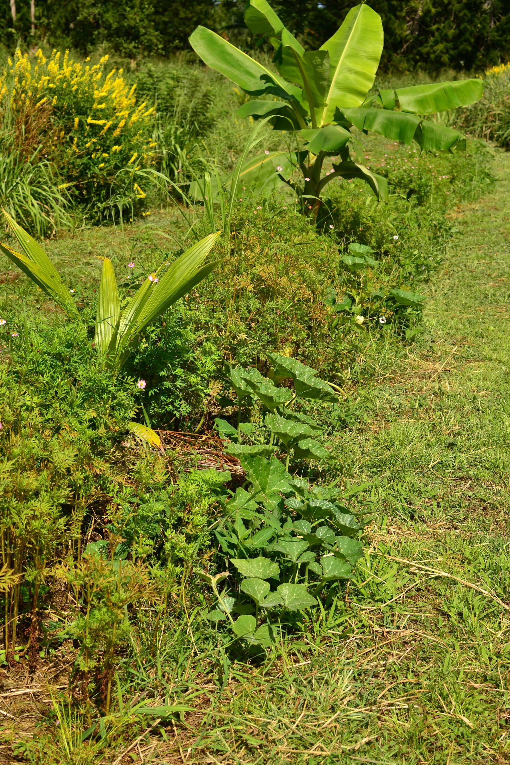 Winter Squash (Cucurbita spp.) - Tropical Self Sufficiency