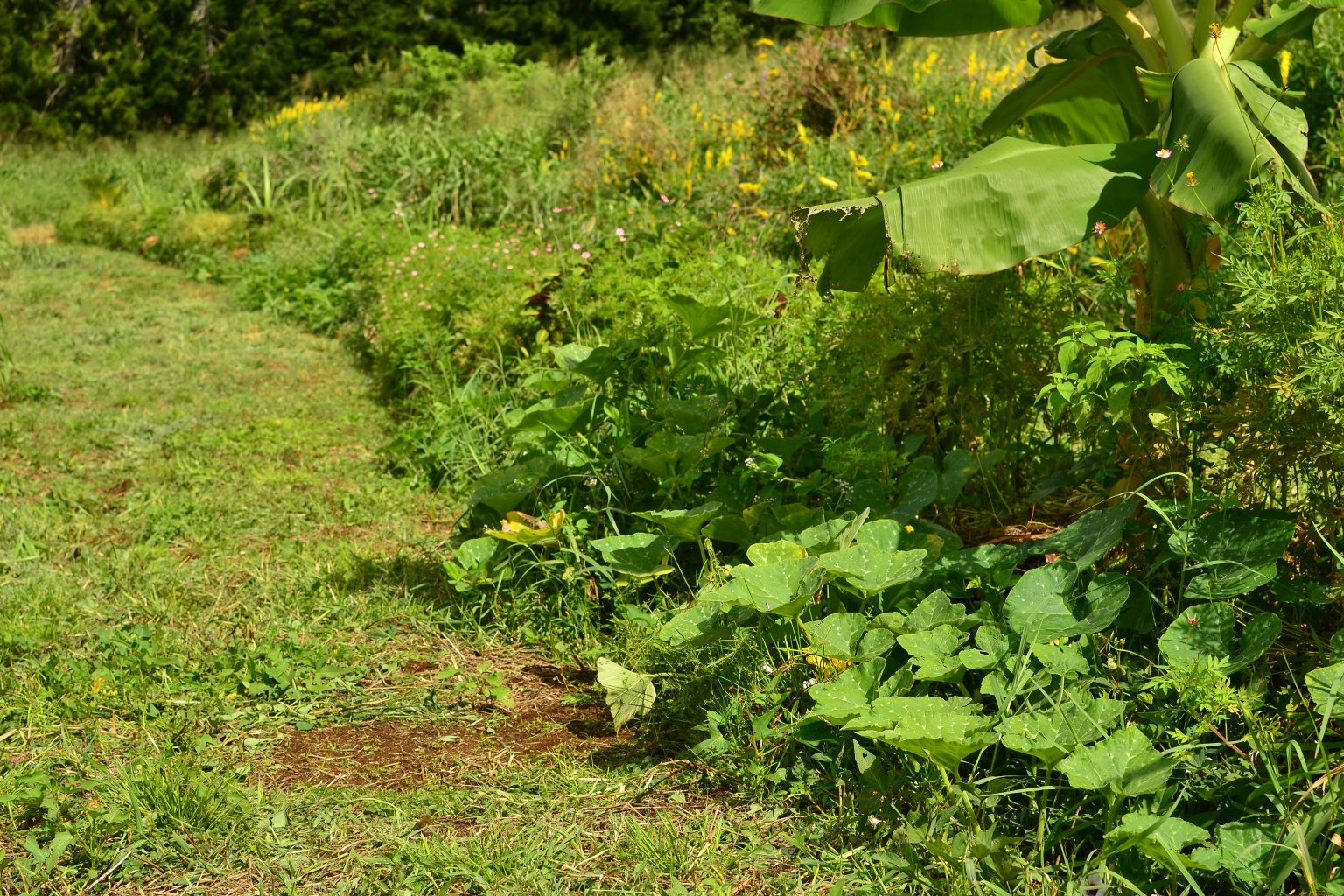 Winter Squash (Cucurbita spp.) - Tropical Self Sufficiency