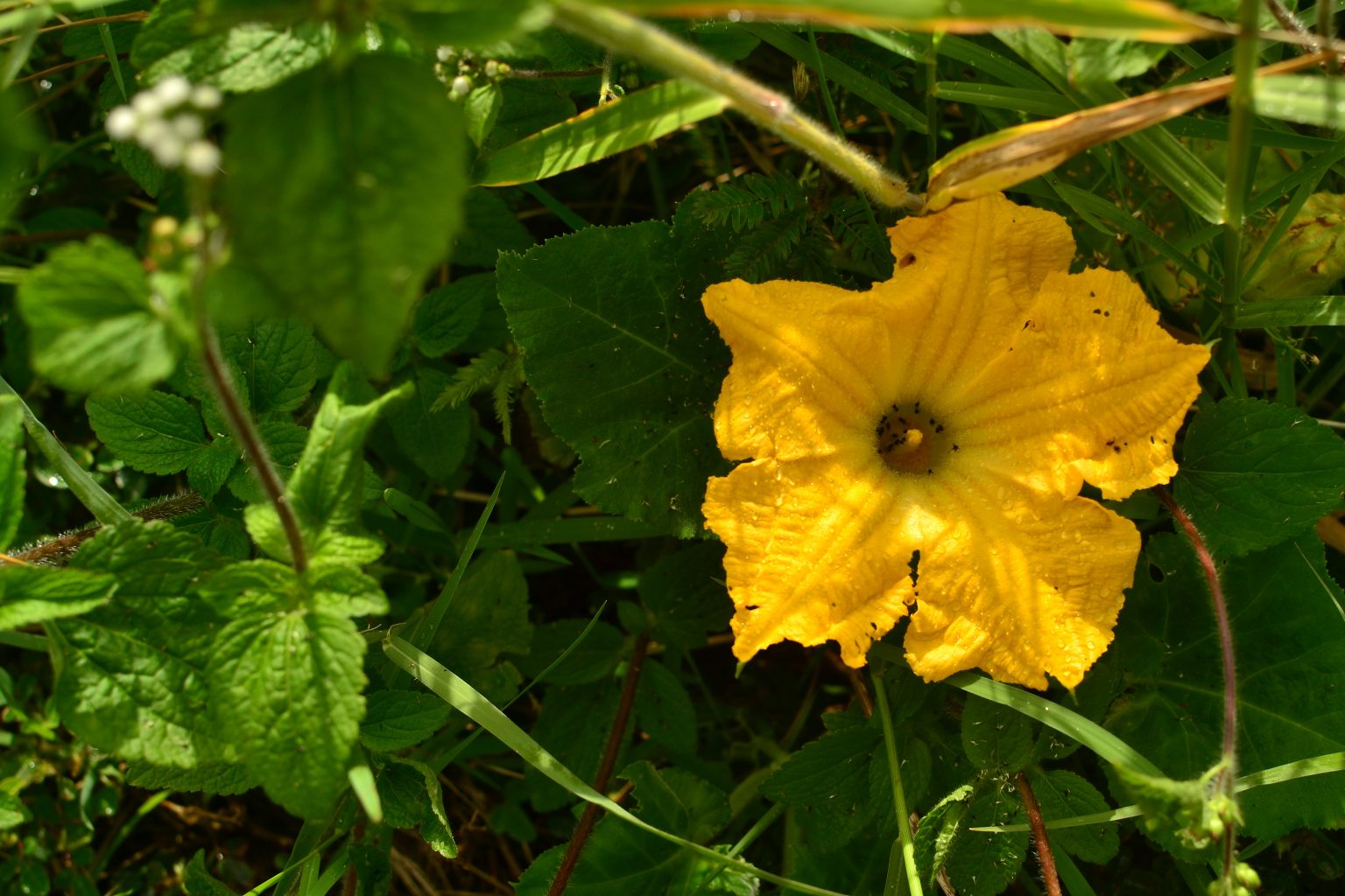 Winter Squash (Cucurbita spp.) - Tropical Self Sufficiency