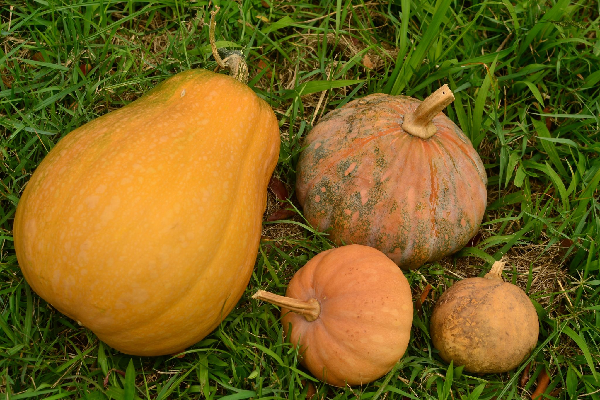 Winter Squash (Cucurbita spp.) - Tropical Self Sufficiency