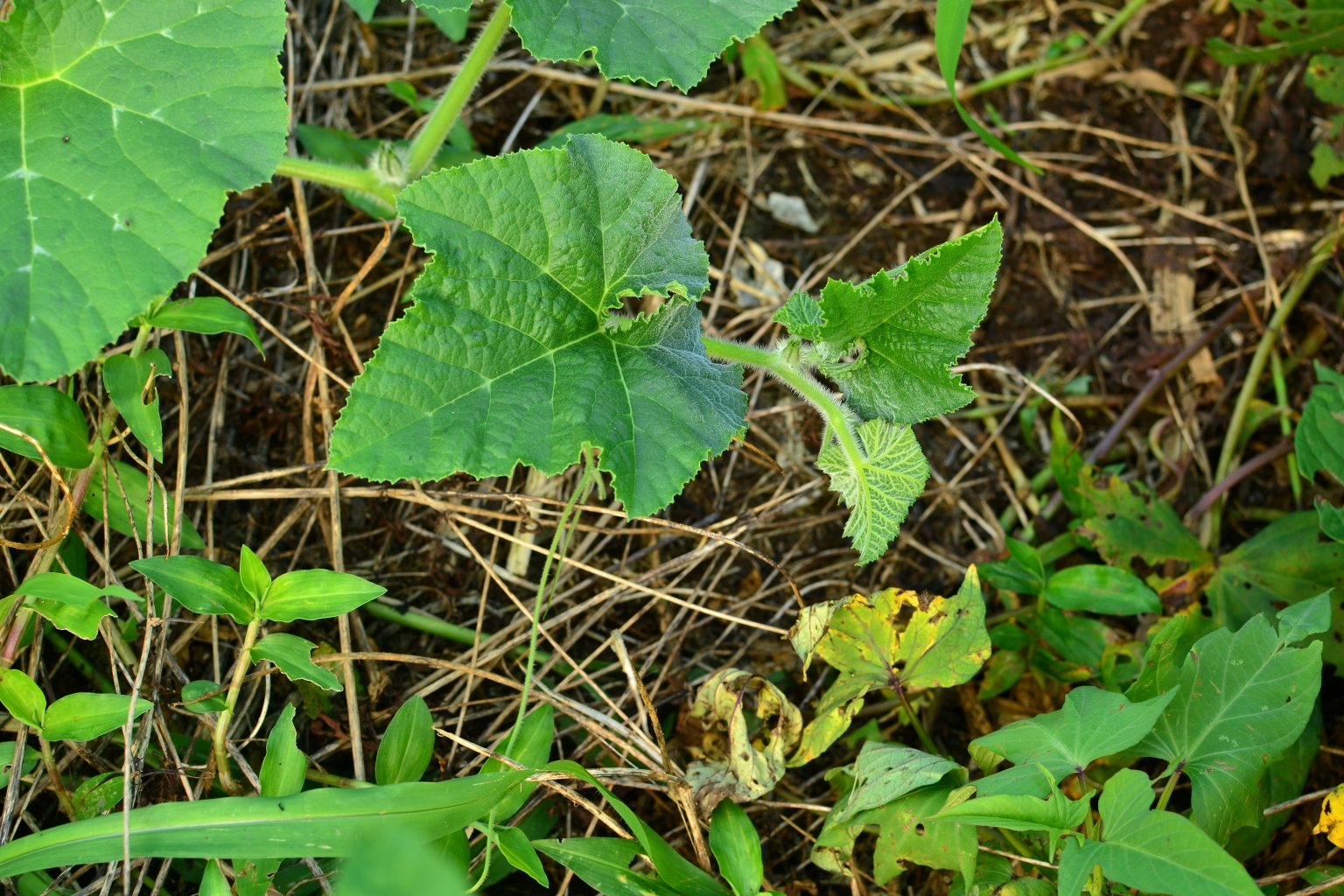 Winter Squash (Cucurbita spp.) - Tropical Self Sufficiency