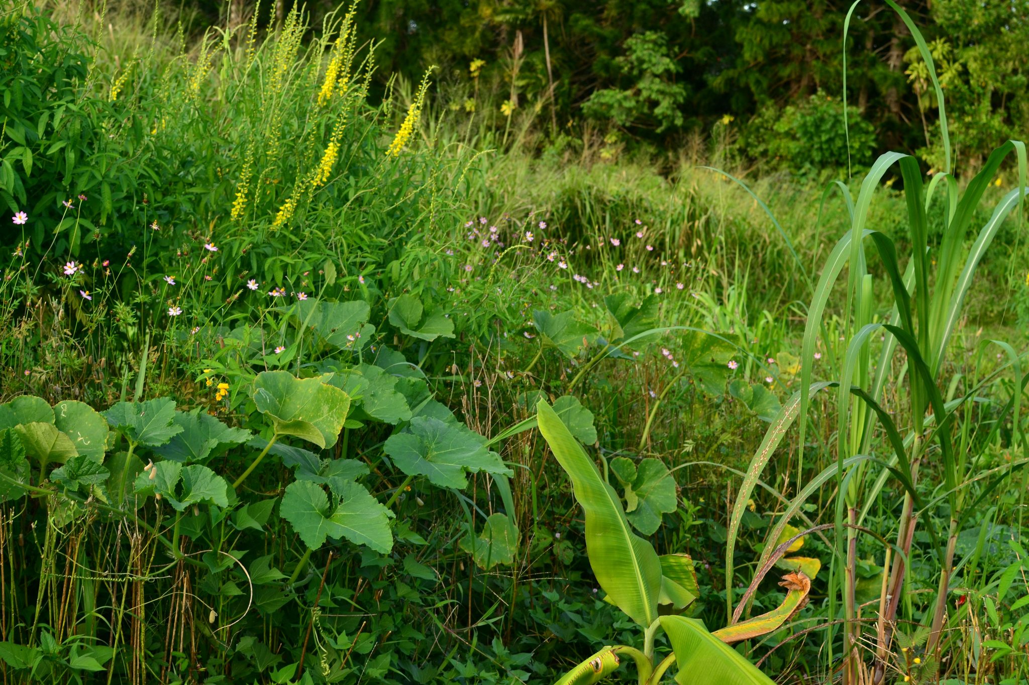 Winter Squash (Cucurbita spp.) - Tropical Self Sufficiency