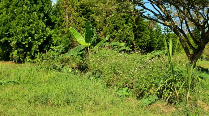 Winter Squash (Cucurbita spp.) - Tropical Self Sufficiency