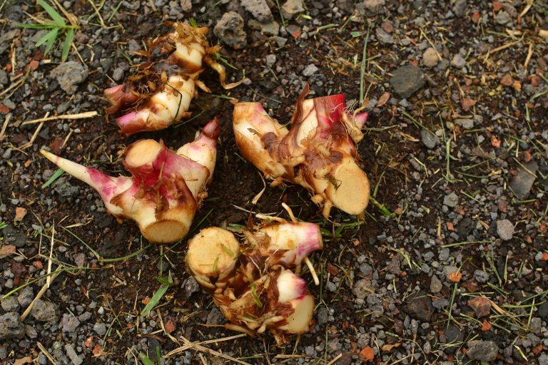 Canna (Canna edulis) - Tropical Self Sufficiency