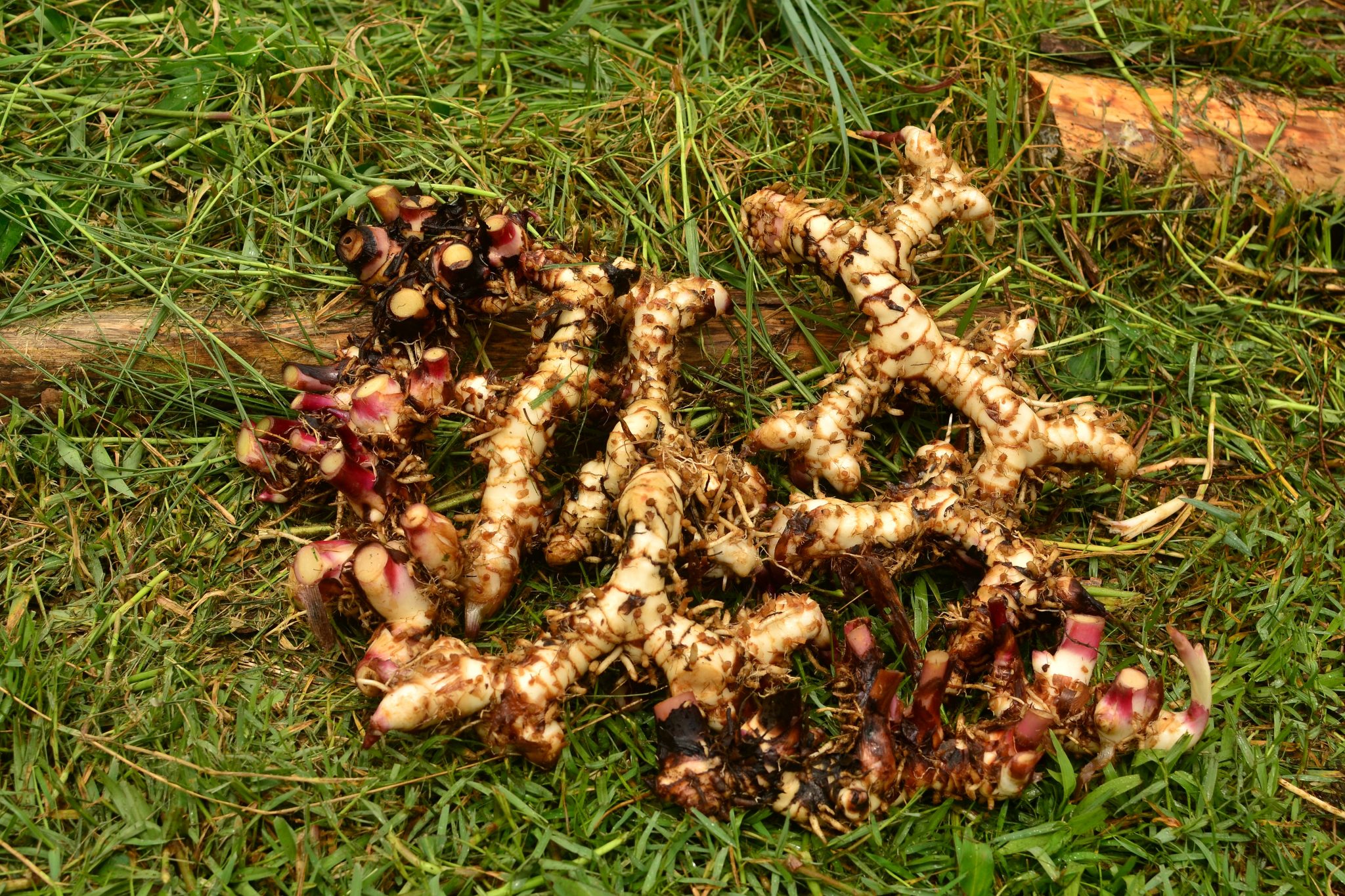 Canna (Canna edulis) - Tropical Self Sufficiency
