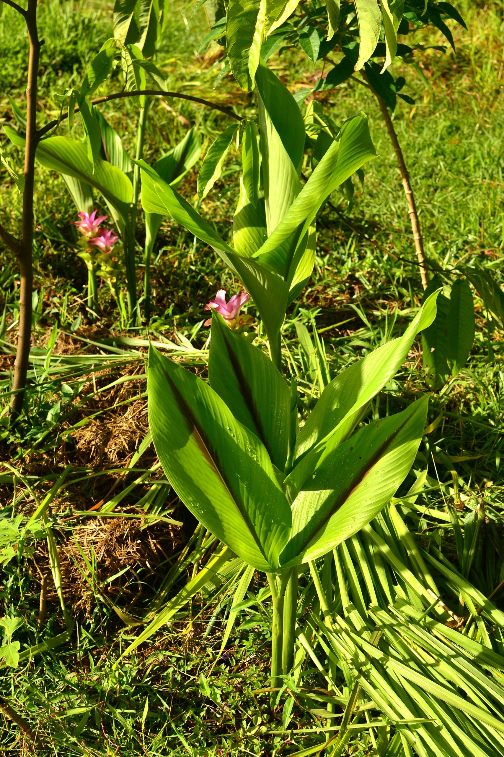 Black Turmeric (Curcuma caesia) - Tropical Self Sufficiency