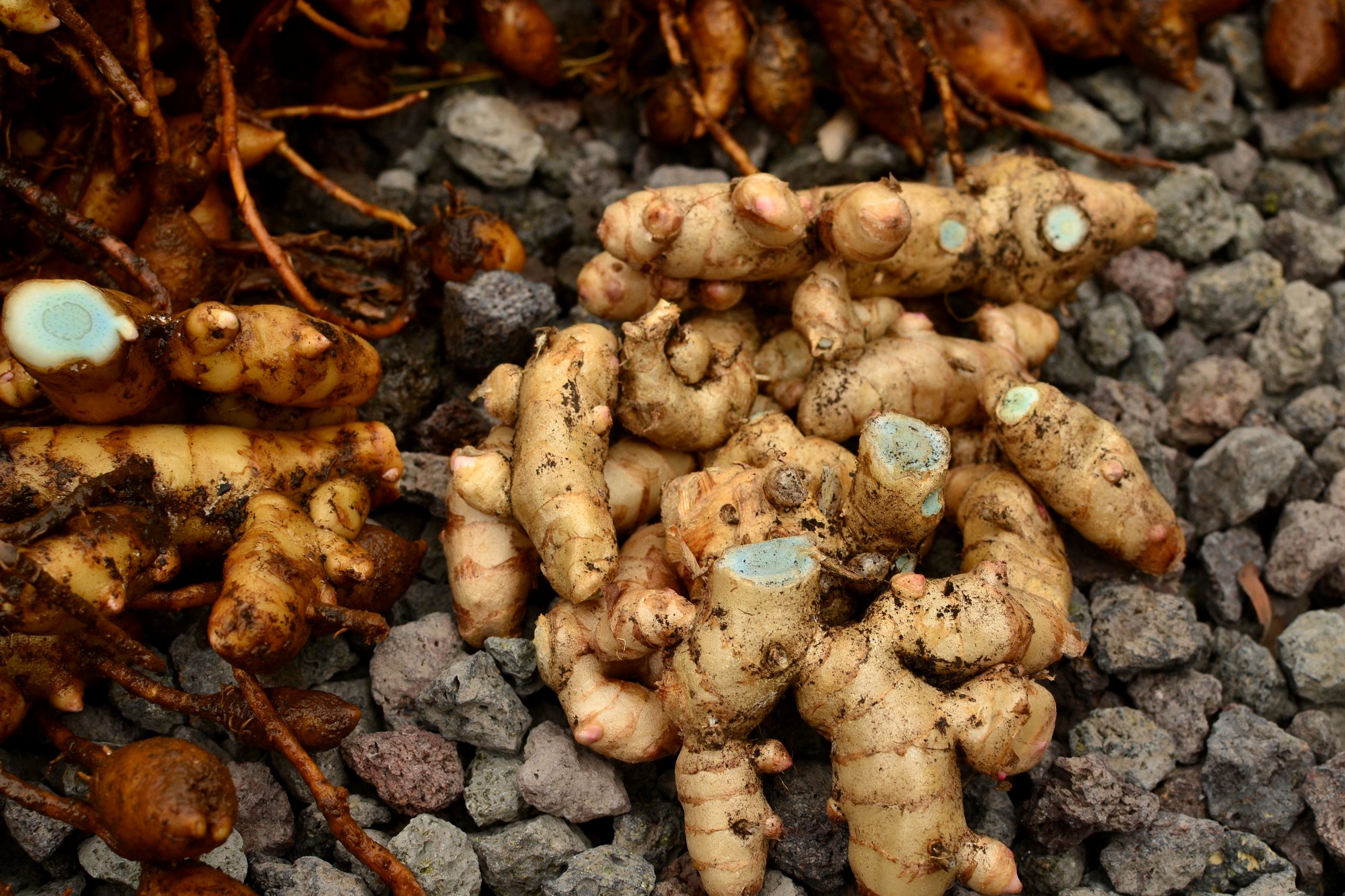 Black Turmeric (Curcuma caesia) - Tropical Self Sufficiency