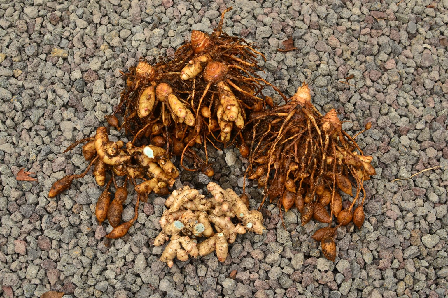 Black Turmeric (Curcuma caesia) - Tropical Self Sufficiency