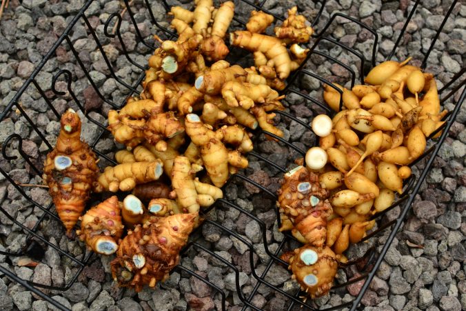 Black Turmeric (Curcuma caesia) - Tropical Self Sufficiency