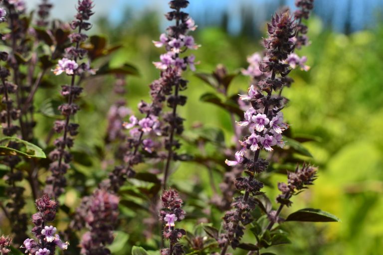 African Blue Basil (Ocimum kilimandscharicum x basilicum ‘Dark Opal ...