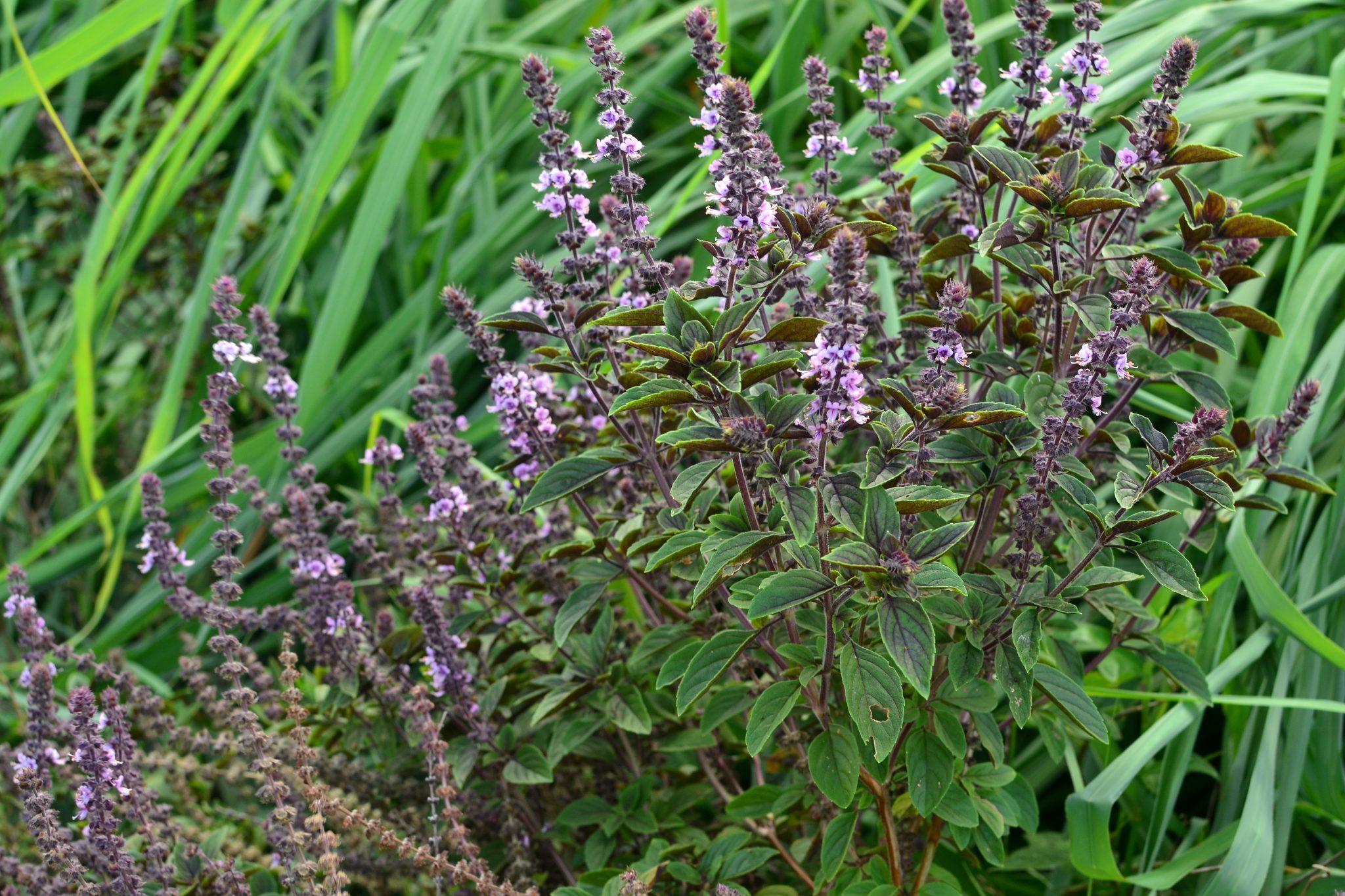 African Blue Basil (Ocimum kilimandscharicum x basilicum ‘Dark Opal ...