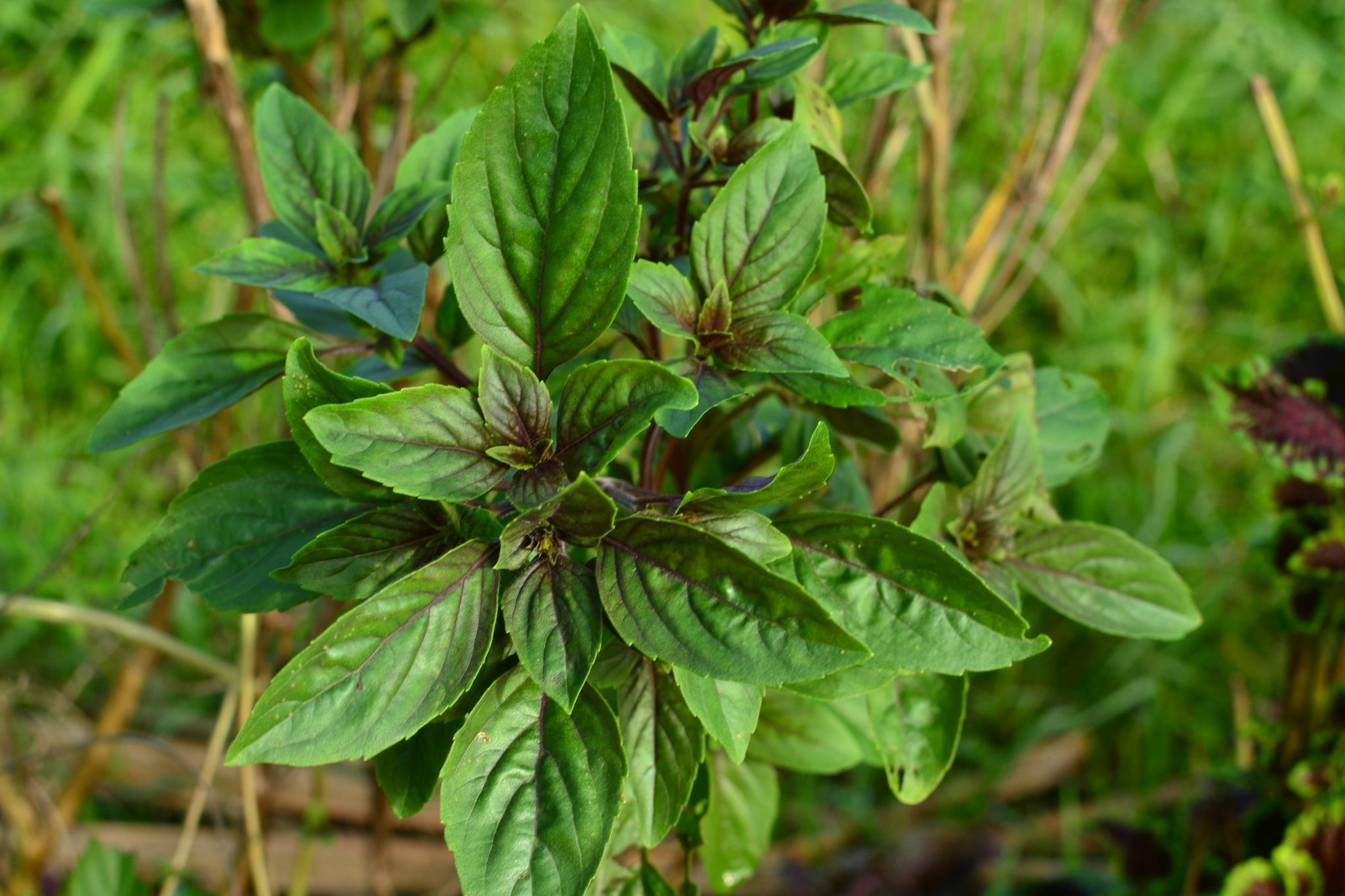 African Blue Basil (Ocimum kilimandscharicum x basilicum ‘Dark Opal ...