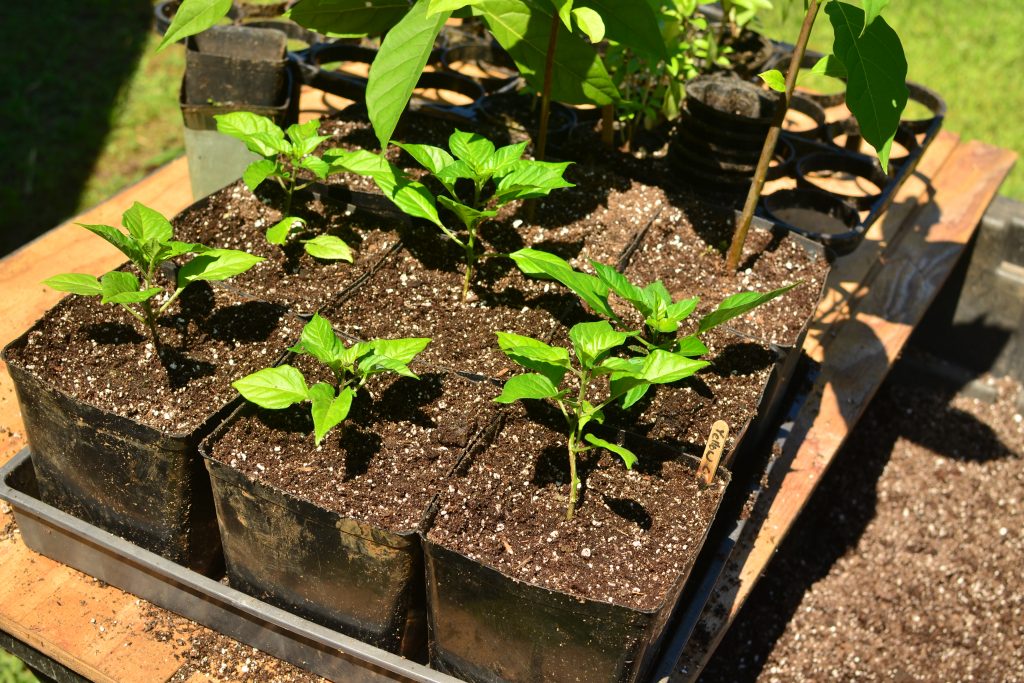 Propagation: Soil Mixes, Potting and Fertilizing - Tropical Self ...