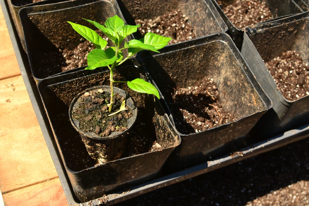 Propagation: Soil Mixes, Potting and Fertilizing - Tropical Self ...