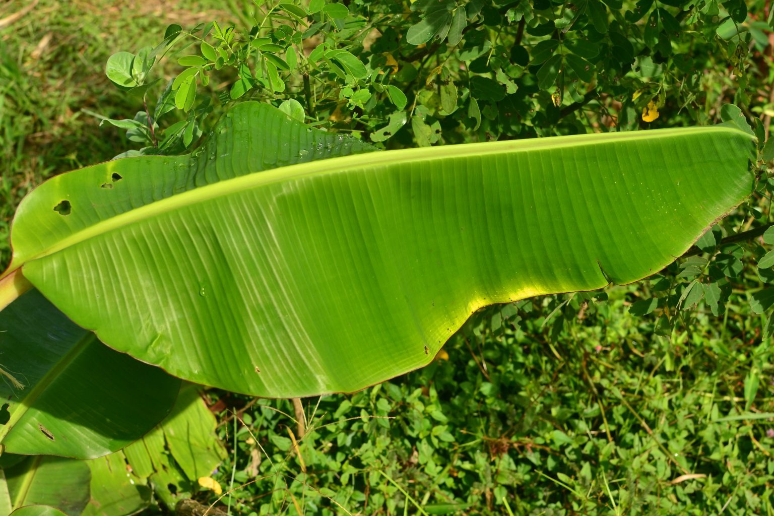 Banana Deficiencies in Hawaii - Tropical Self Sufficiency