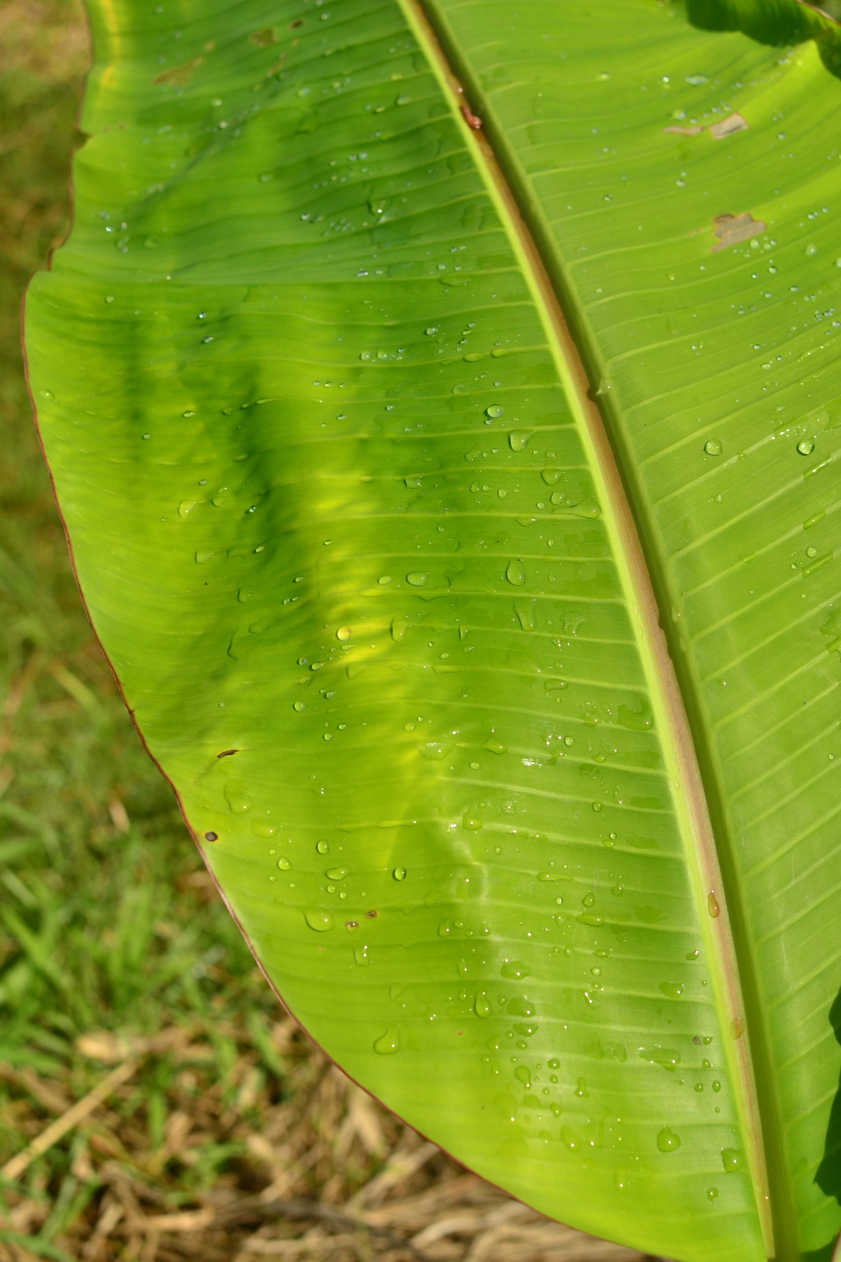 Banana Deficiencies in Hawaii - Tropical Self Sufficiency