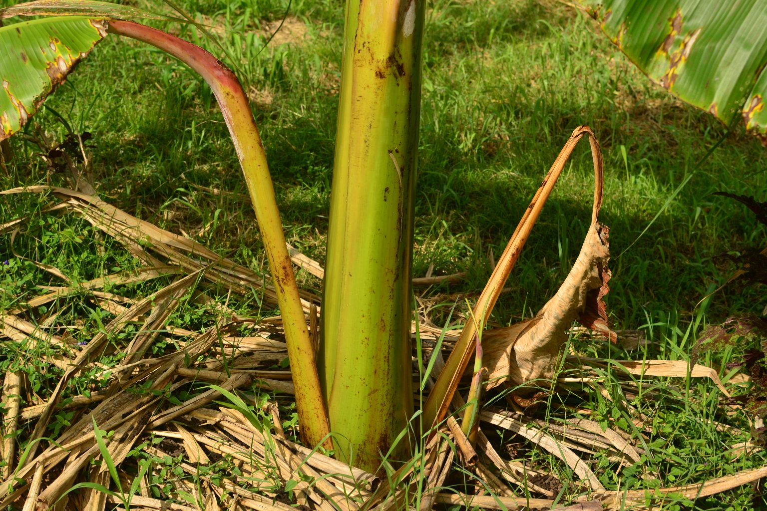 Banana Deficiencies in Hawaii - Tropical Self Sufficiency