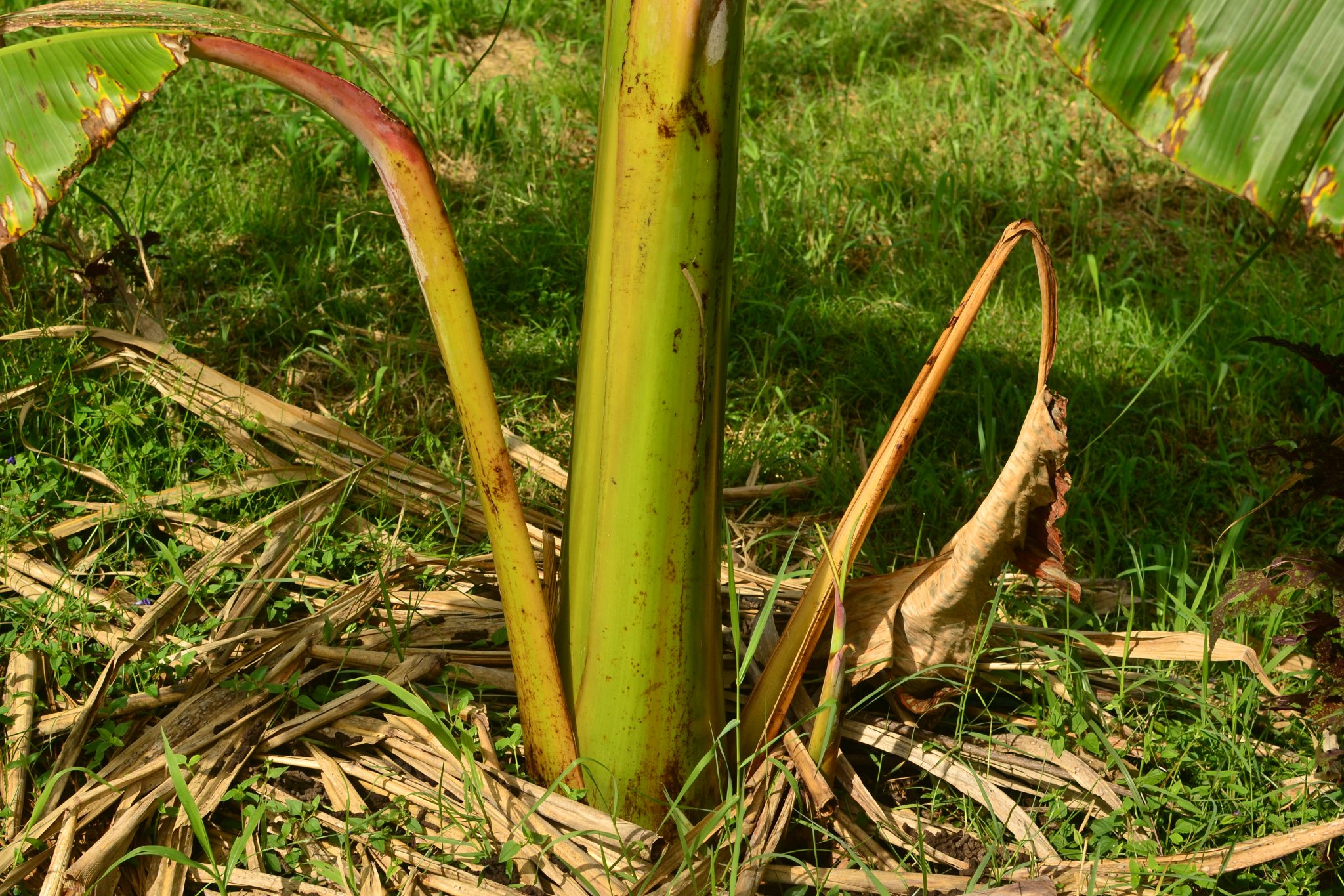 Banana Deficiencies in Hawaii - Tropical Self Sufficiency