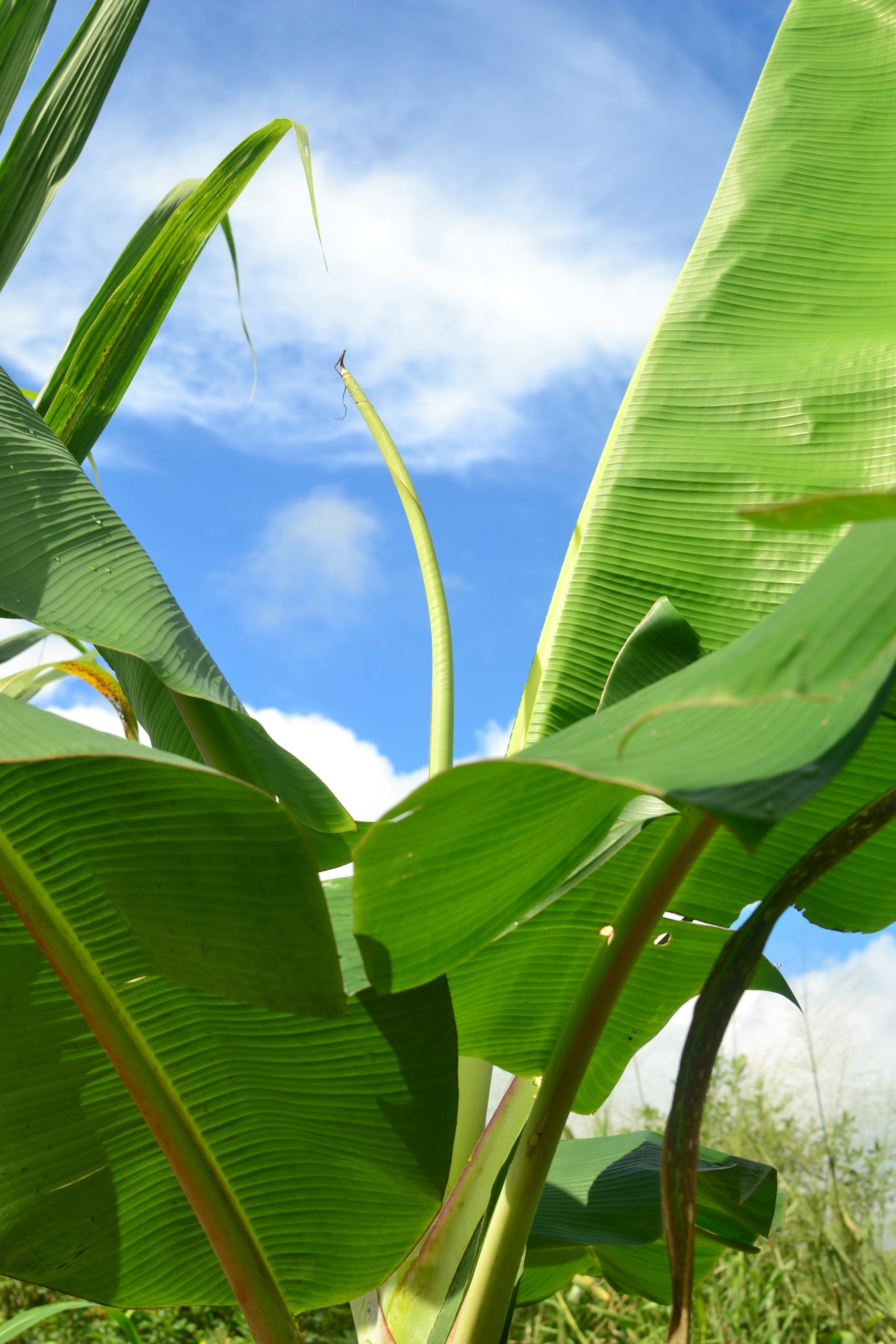 Banana Deficiencies in Hawaii - Tropical Self Sufficiency