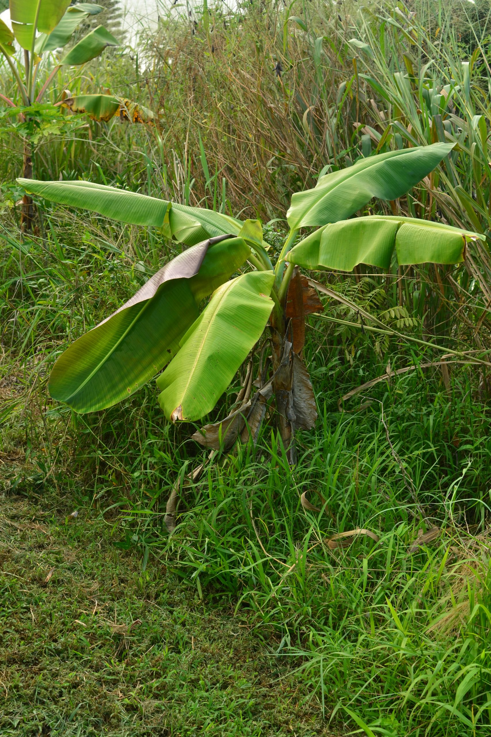 Banana Deficiencies in Hawaii - Tropical Self Sufficiency