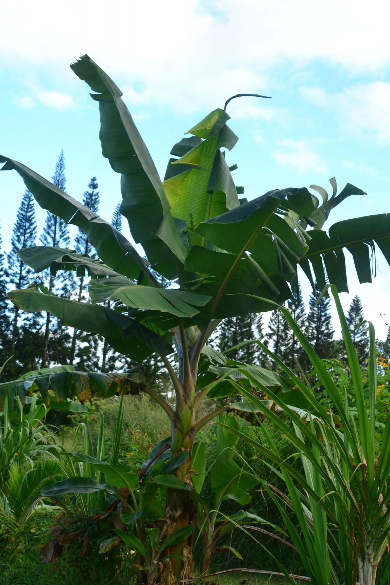 Banana Deficiencies in Hawaii - Tropical Self Sufficiency
