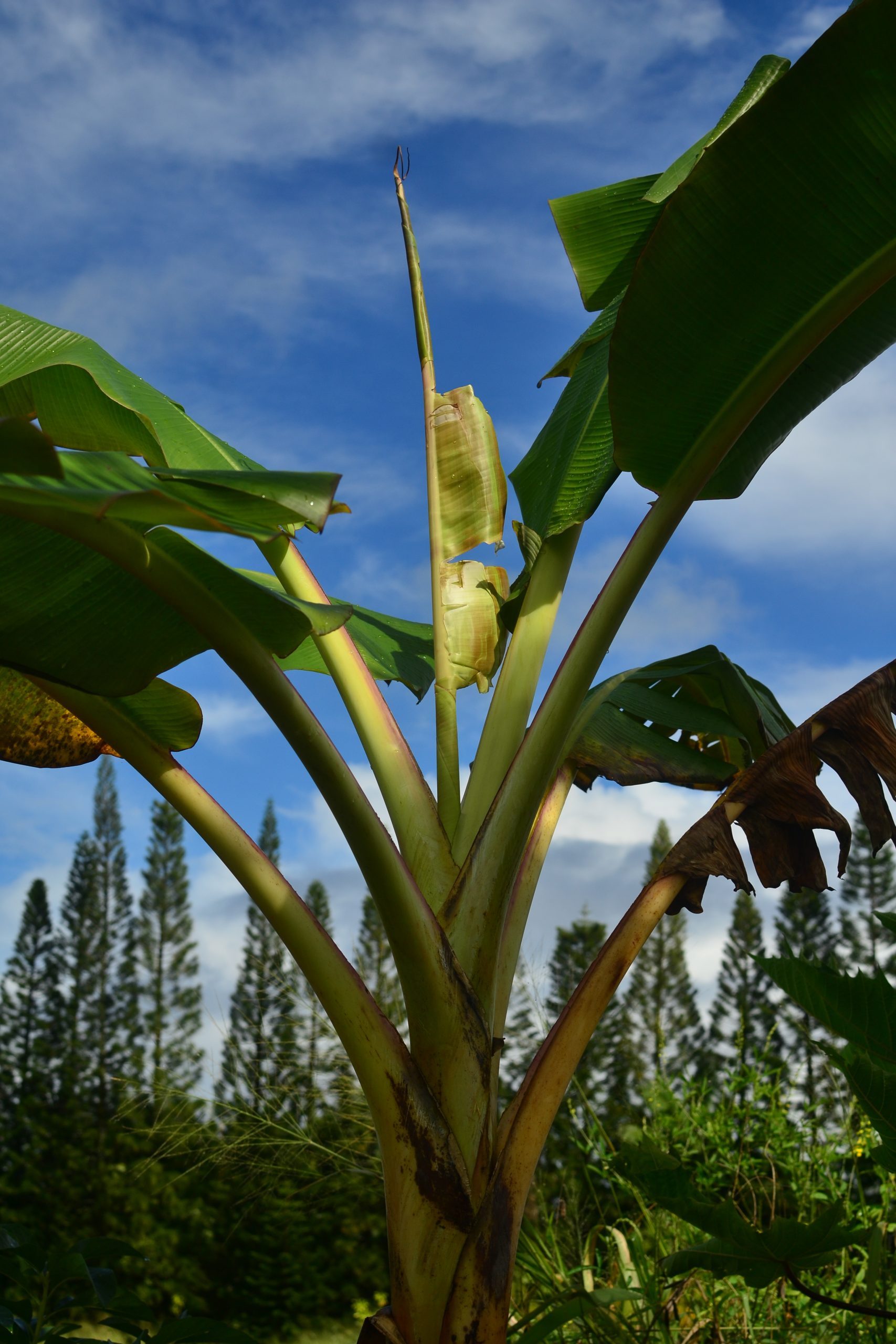 Banana Deficiencies in Hawaii - Tropical Self Sufficiency