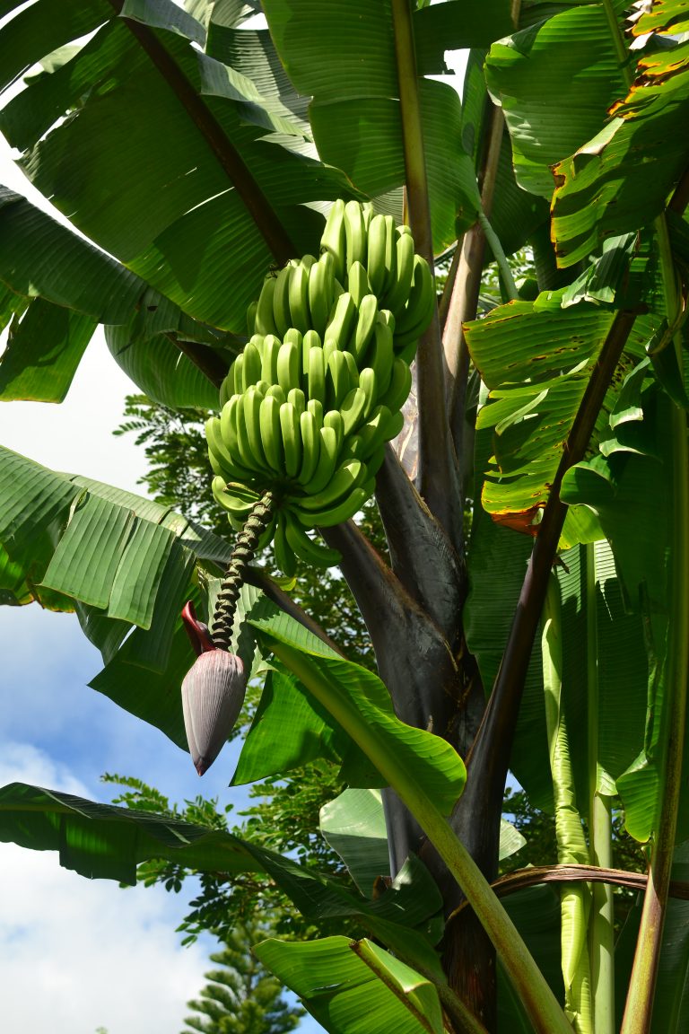 Banana Deficiencies in Hawaii - Tropical Self Sufficiency